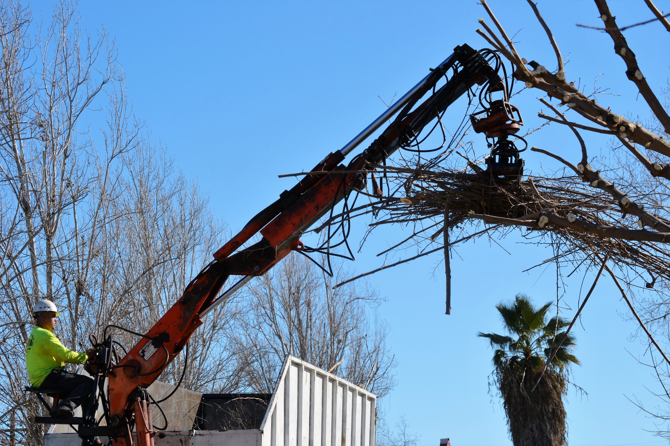 Tree Services Total Landscape Maintenance